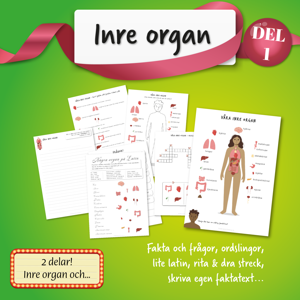 Arbetshäfte: Våra inre organ & könsorgan! | Teach Academy